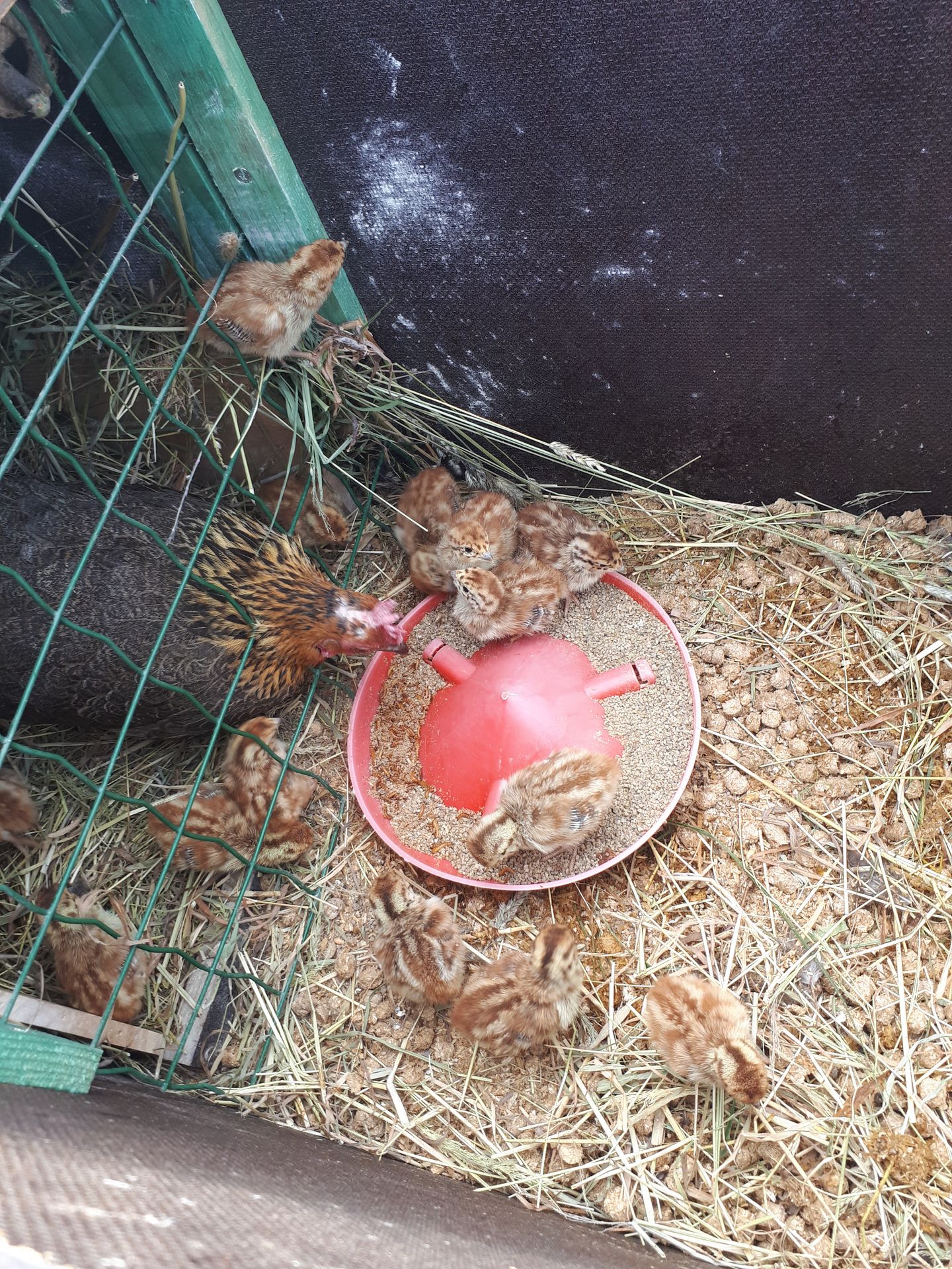 Visite : élevage de perdrix sous poule naine | Faune et biotopes